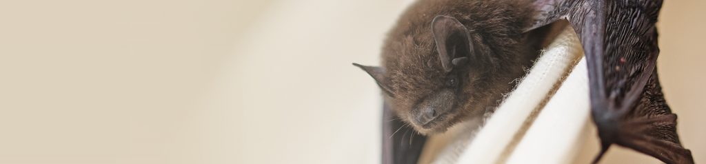 Rabies - Cook County Department of Public Health